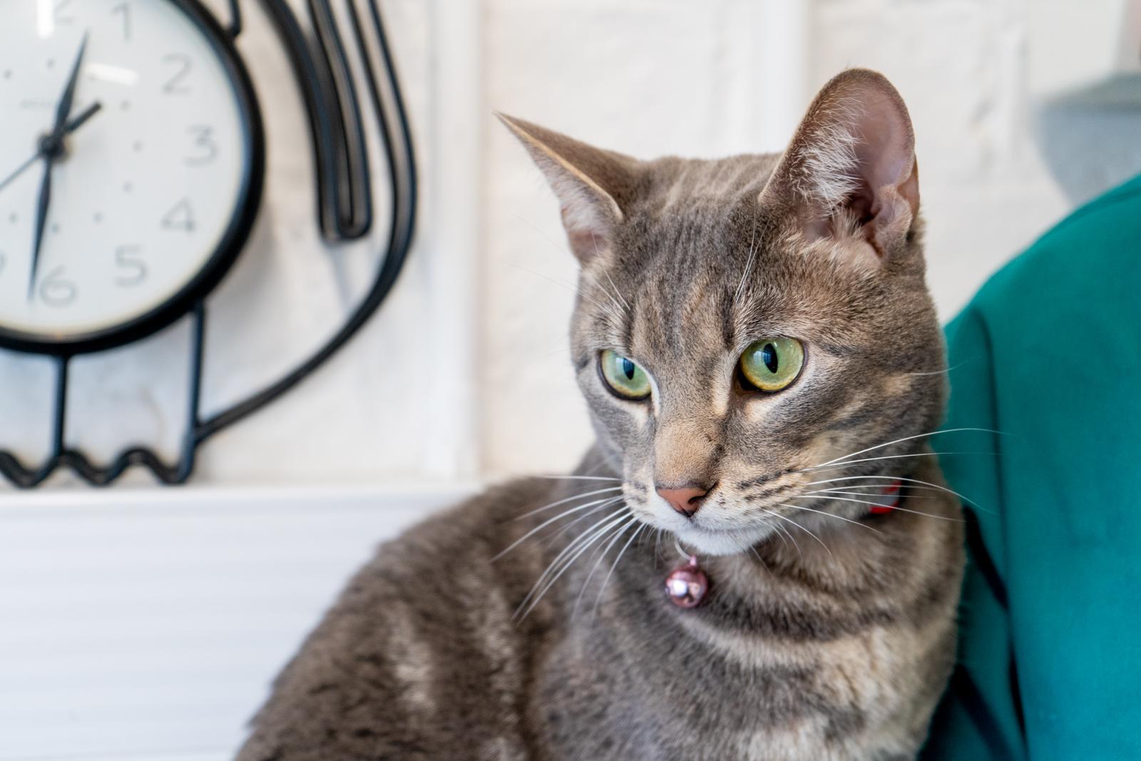 Pet Health Plan | Penbode Vets